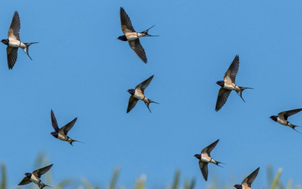Honnan tudják a fecskék, mikor kell elindulniuk? - FarmVilág