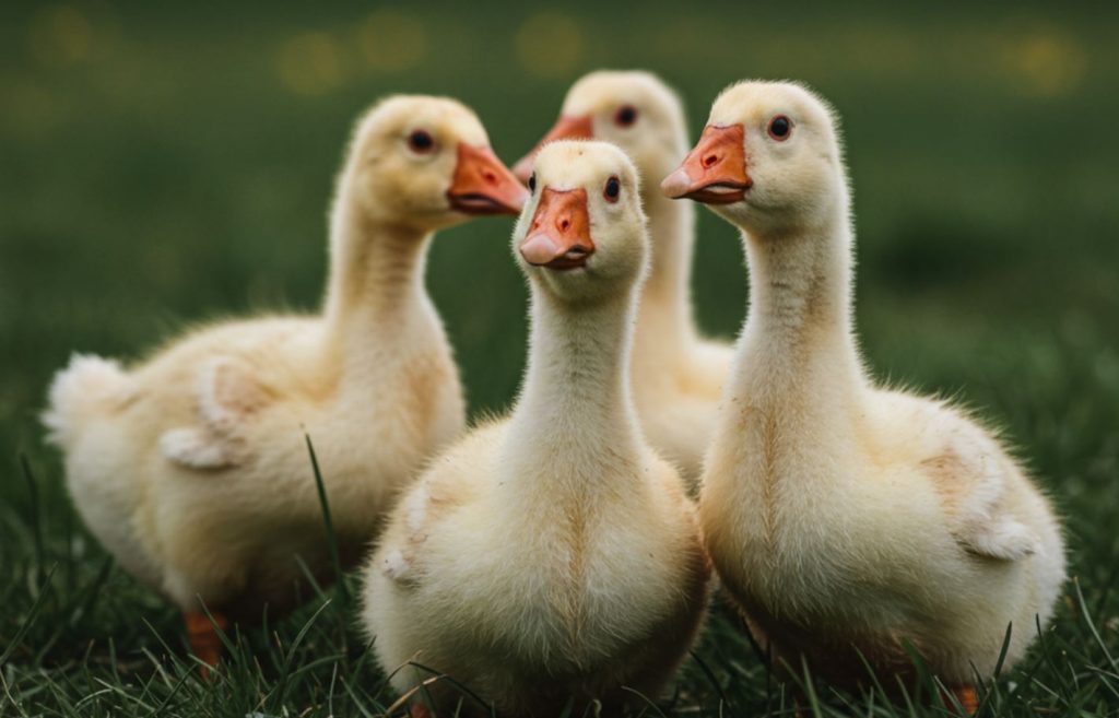 Liba nemének meghatározása: Hogyan ismerjük fel a hím és nőstény ...