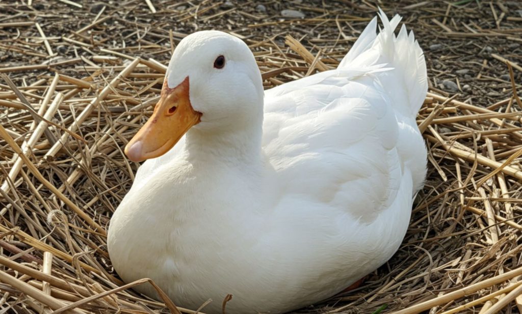 Kacsák nemének megállapítása: Mikortól és hogyan ismerhető fel a gácsér ...