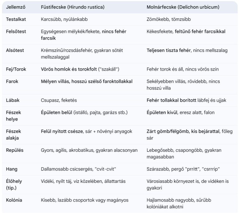 Milyen különbség van a füsti és a molnárfecske között? - FarmVilág